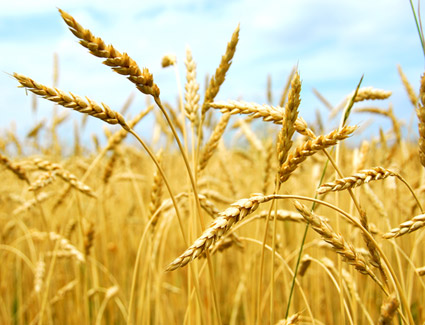 Agriculture | Cargill Canada